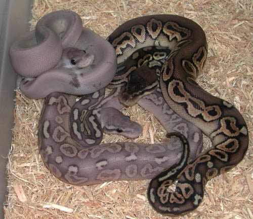 Ball Python Family Tree