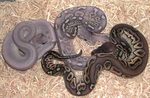 Ball Python Family Tree