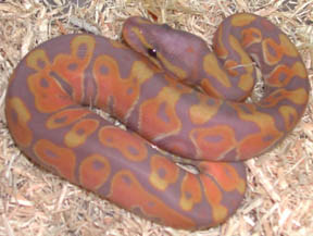 Killer Queen Bee Ball Python