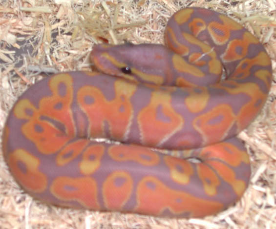 mystic potion ball pyhon. | Reptile Forums