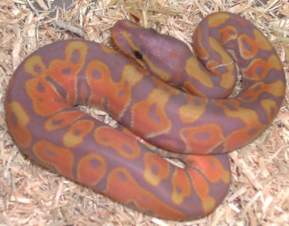 Banana Ball Python