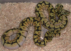 Bumble Bee Ball Python