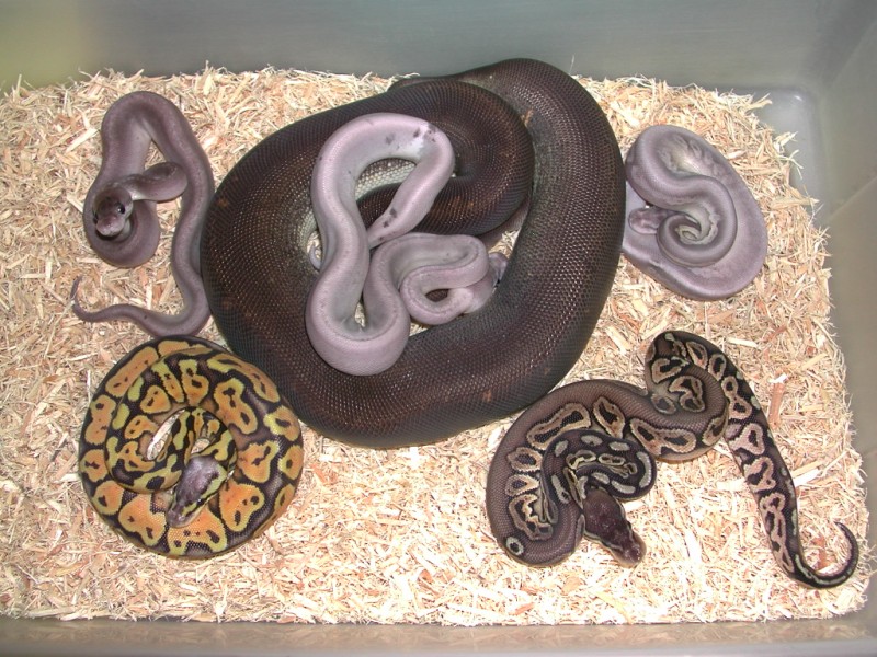 Ball Python Family Tree