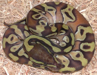 Enchi Mojave Ball Python