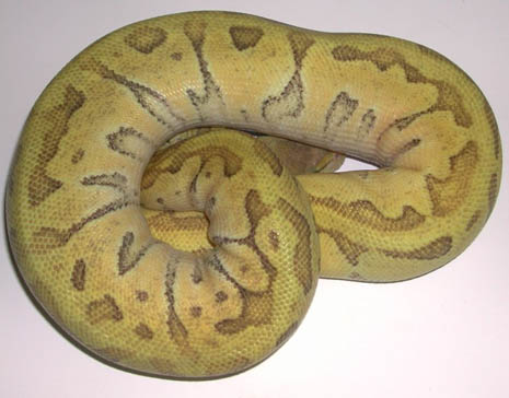 Enchi Mojave Pastel Pinstripe Ball Python