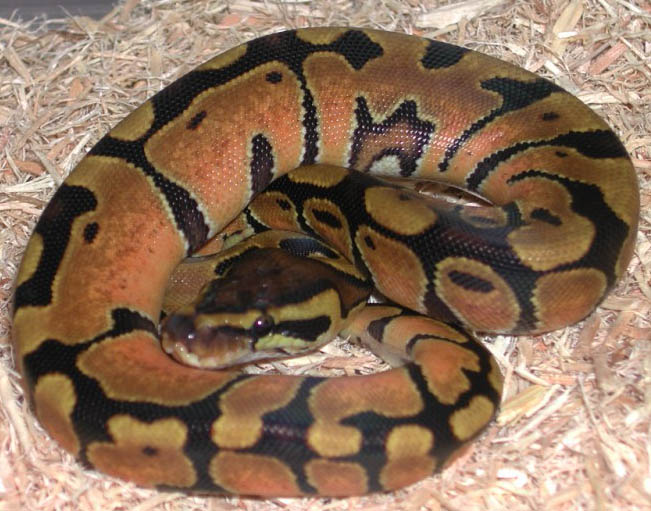 Enchi Pastel Ball Python
