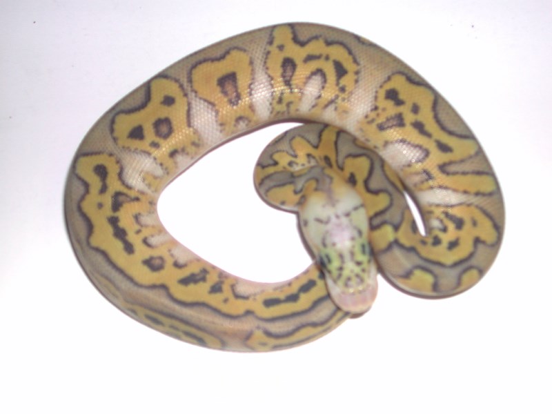 Hypo Pastel Clown Ball Python