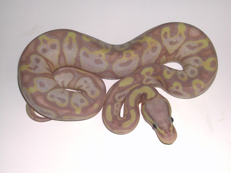 Super Pastel Banana Ball Python