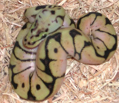 Bumble Bee Het for Hypo Ball Python