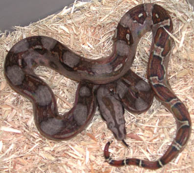Het for Albino