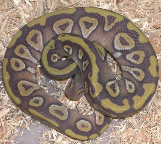 Hypo Mojave Ball Python