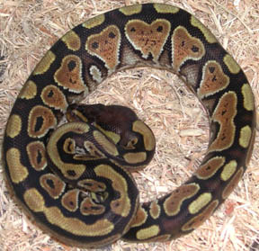 Fire Ball Python