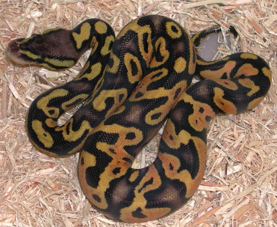 Pastel Jungle Yellow Belly Ball Python