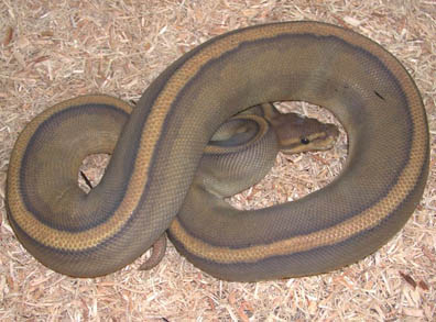 HYpo Genetic Stripe Ball Python