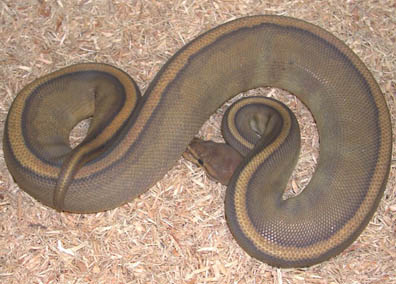 HYpo Genetic Stripe Ball Python