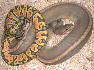 HYpo Genetic Stripe Ball Python