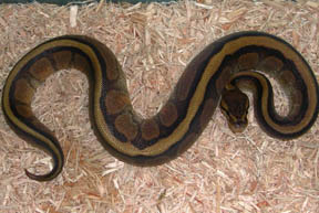 Genetic Striped Ball Python