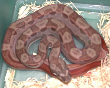 Hypo Motley Colombian boa