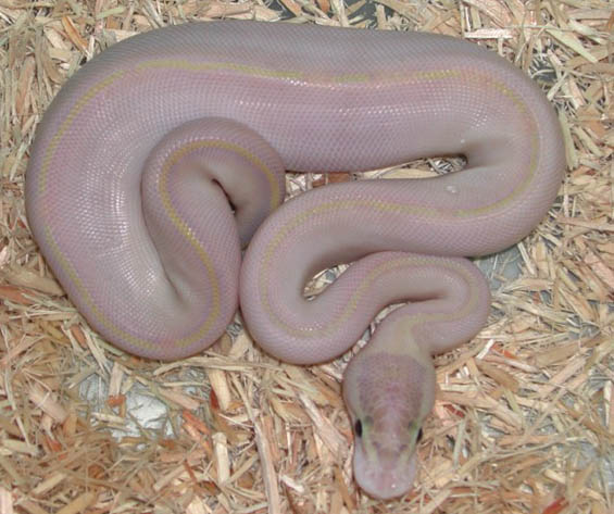 Ivory Ball Python