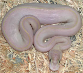 Ivory Ball Python