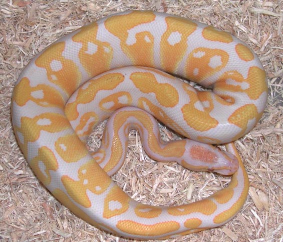 Lavender Albino Ball Python
