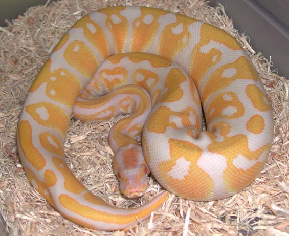 Lavender Albino Ball Python