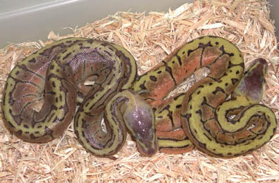 Lemon Blast Ball Python