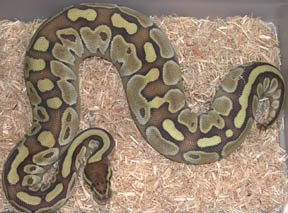 Lesser Platinum Ball Python