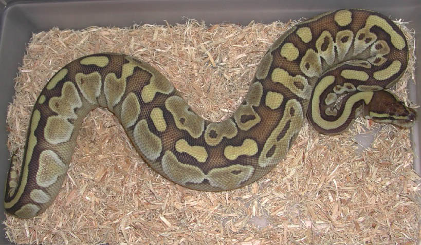 The Boa Basement - Lesser Platinum Ball Pythons