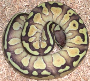 Pastel Lesser Platinum Ball Python