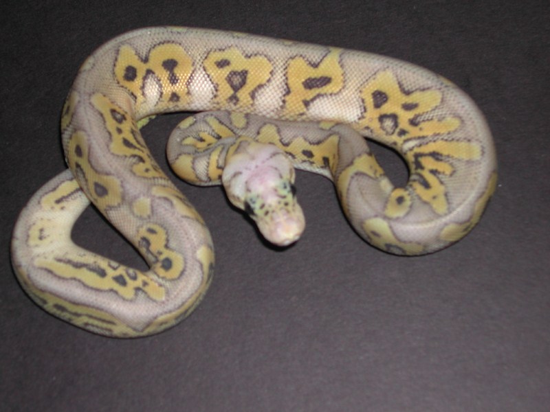 Hypo Killer Clown Ball Python