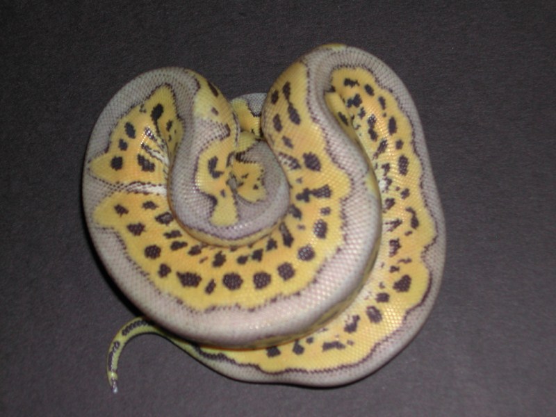 Axanthic Killer Clown Ball Python