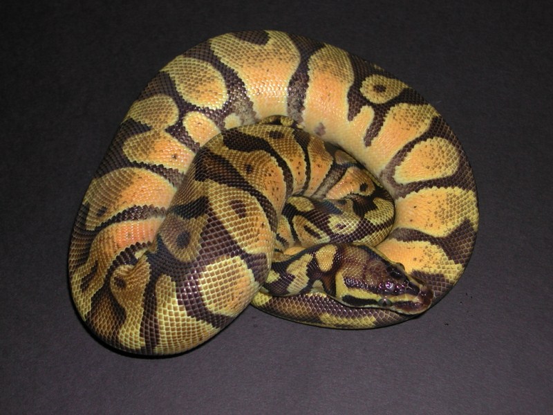 Pastel Enchi Ball Python
