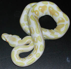 Albino Ball Python