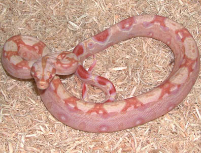 Sharp Strain Albino Boa