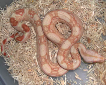 Sharp Albino 66% poss. het Anerythristic boa