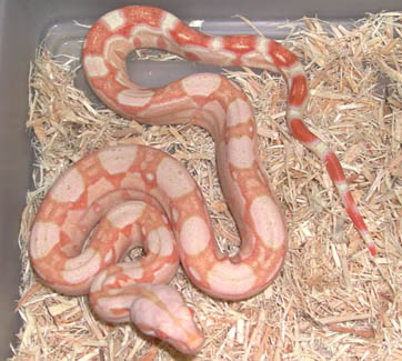 Sharp Albino 66% poss. het Anerythristic boa