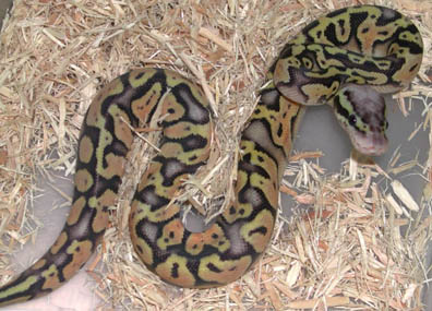 Super Pastel Jungle Ball Python