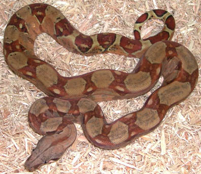 Triple het Sharp Snowglow Boa