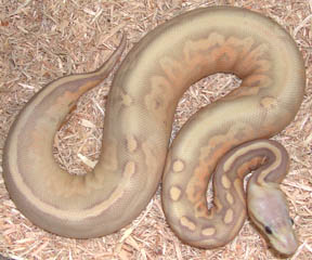 Pewter Banana Ball Python