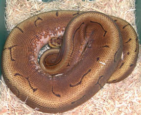 Spinner Ball Python