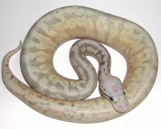 Silver Streak Honey Bee Ball Python