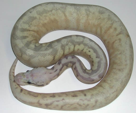 Silver Streak Honey Bee Ball Python