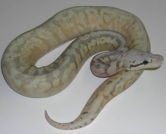 Silver Streak Honey Bee Ball Python