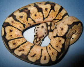 Wannabee Ball Python
