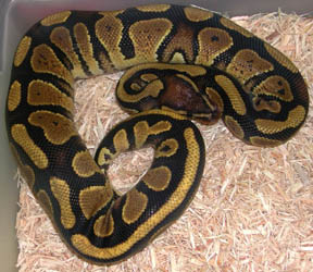 Yellowbelly Ball Python